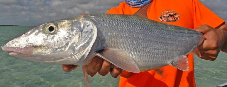 Top Bahamas Bonefishing and Bonefishing Packages: Andros Island ...