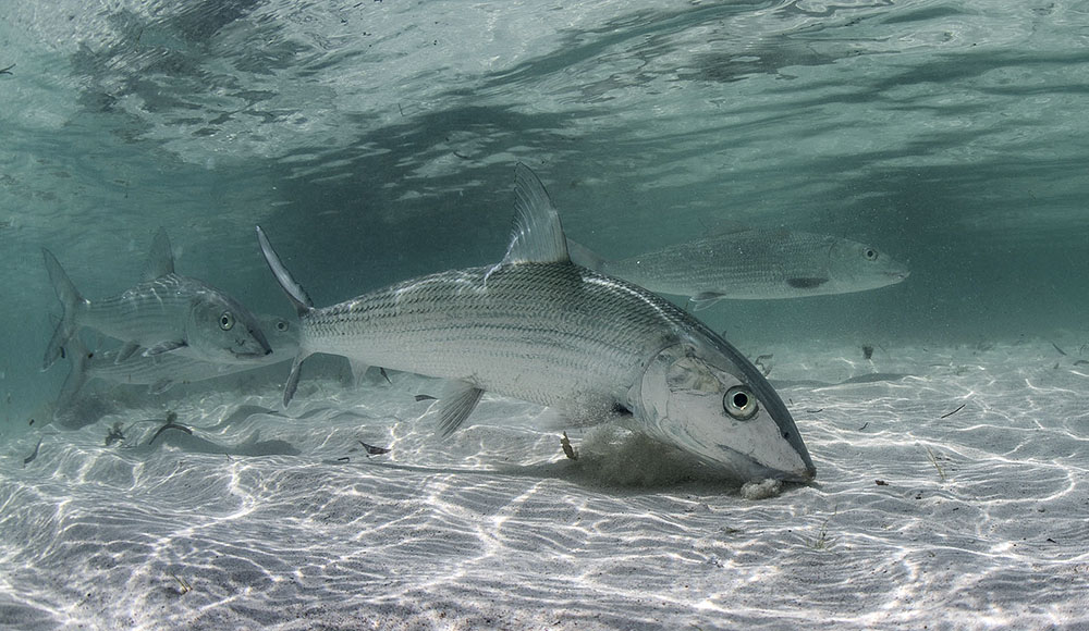 Bahamas What to Bring: Bonefish Fly Retreive and Strip Setting the Hook ...