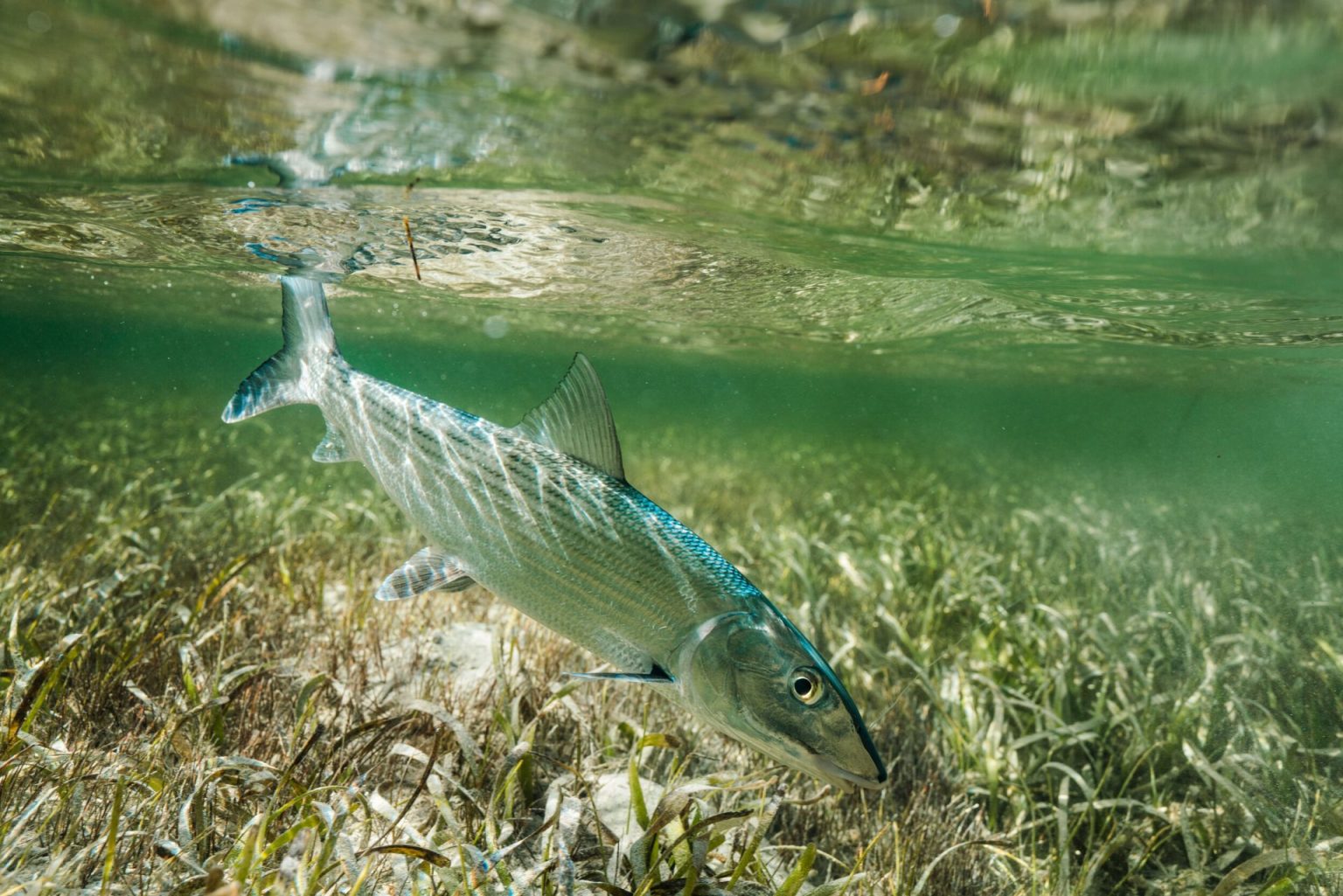 Bahamas Fly Fishing Trips: Bonefish, Permit… › Angler Adventures