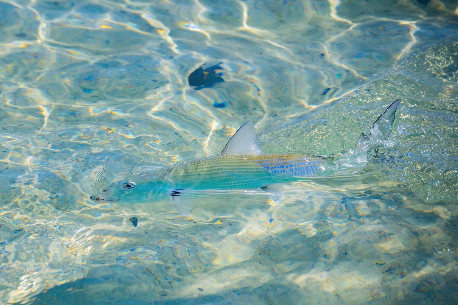 Bahamas Fly Fishing Trips: Bonefish, Permit… › Angler Adventures