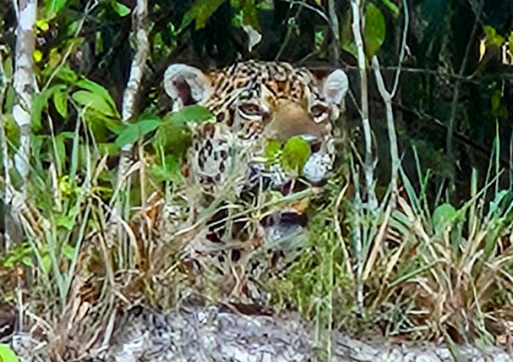 Tag: Brazil peacock bass fishing › Angler Adventures