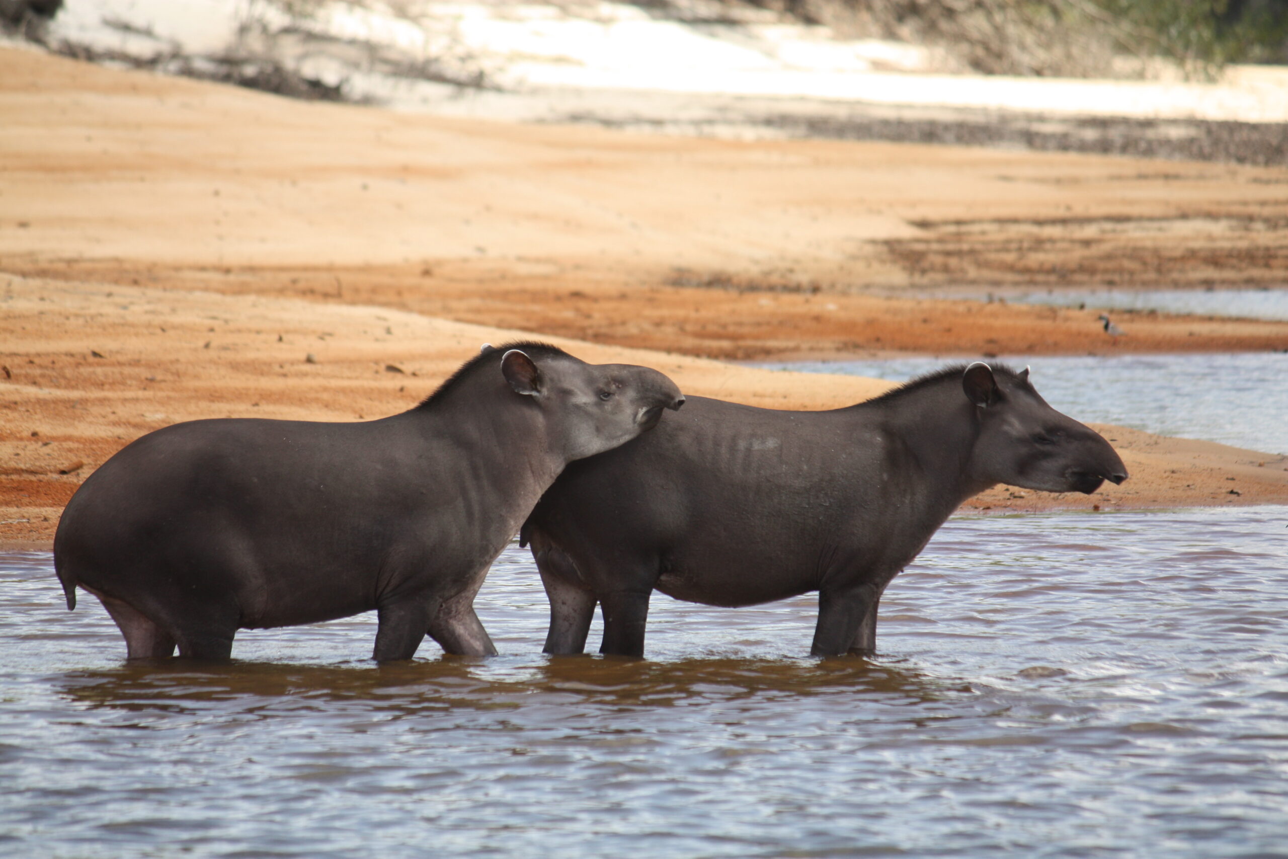 Tag: Brazil peacock bass fishing › Angler Adventures